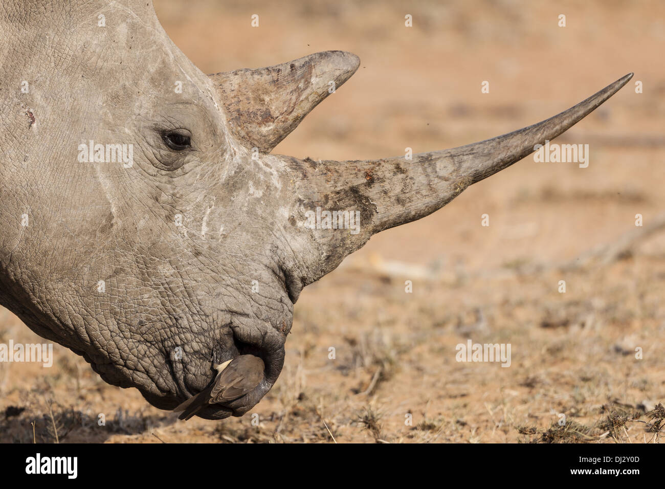 Red-billed Oxpecker (Buphagus erythrorhynchus Stock Photo - Alamy
