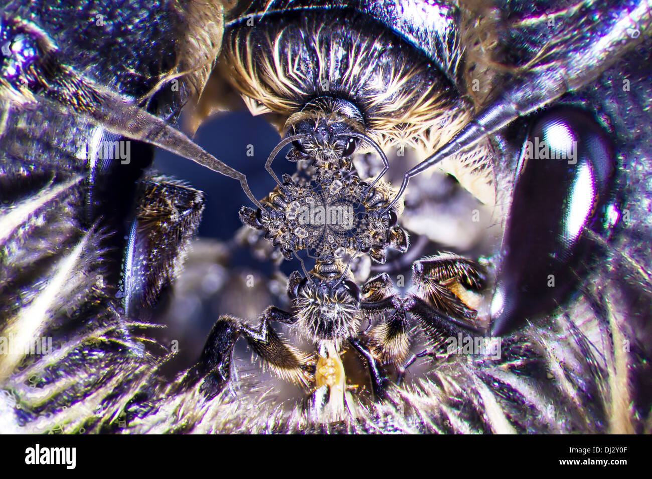 Micro photo of a bee Stock Photo - Alamy