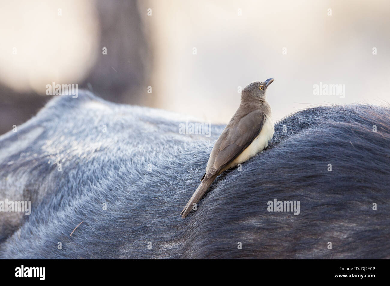 Red-billed Oxpecker (Buphagus erythrorhynchus Stock Photo - Alamy