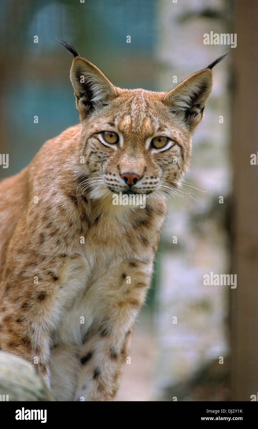 European lynx, Eurasian lynx (Lynx lynx), Europäischer Luchs ...