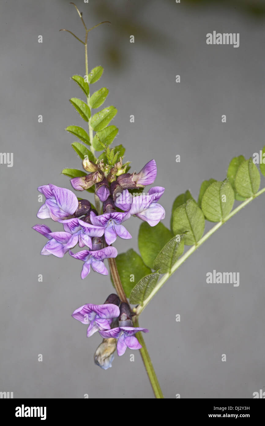 Vicia sepium, Bush Vetch Stock Photo - Alamy