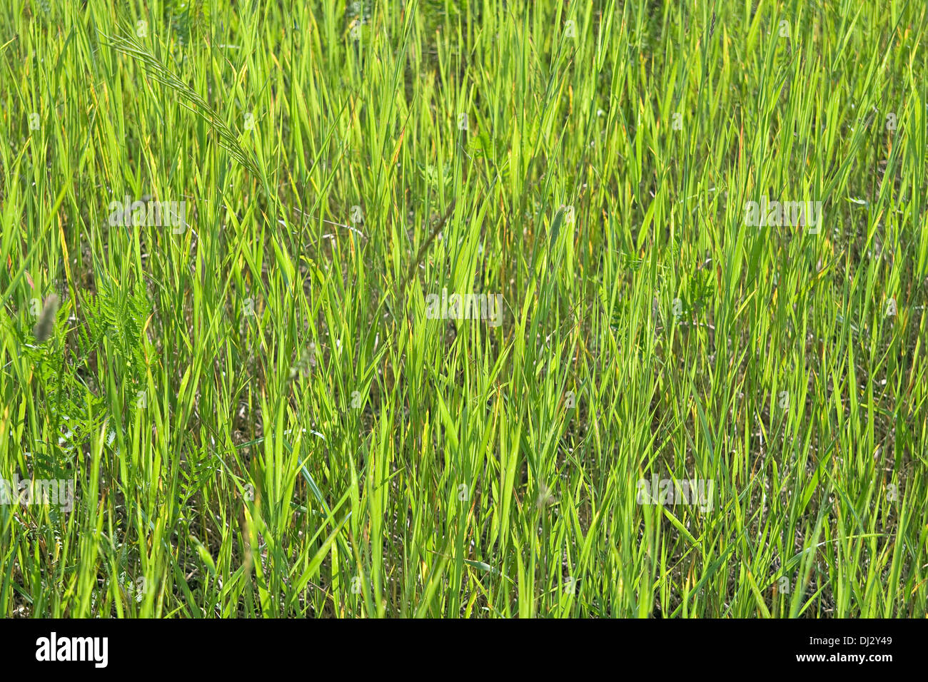 Green grass in a sunny day, texture Stock Photo - Alamy