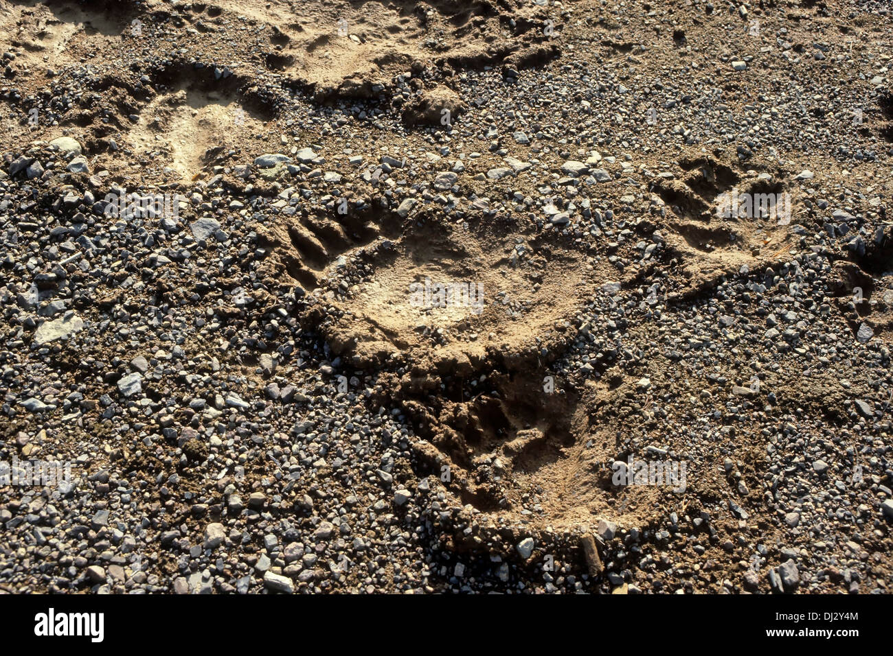 Footprint of the brown bear, brown bear (Ursus arctos), Fußspur des ...
