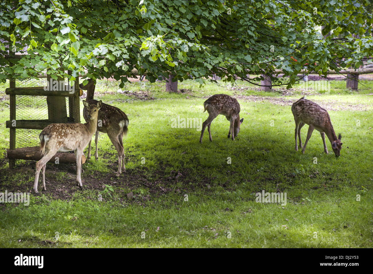 a herd of deer under a tree Stock Photo - Alamy