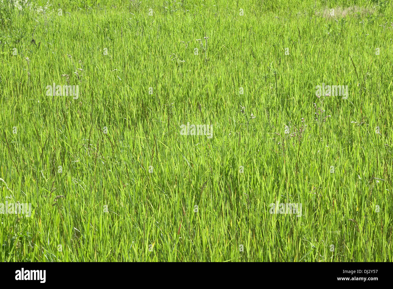Green grass in a sunny day, texture Stock Photo - Alamy