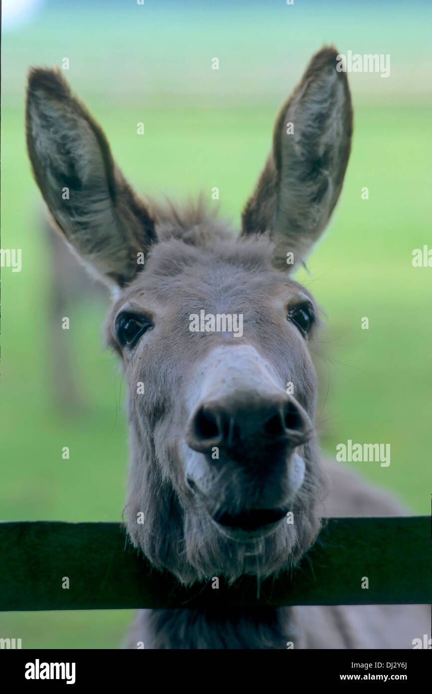 Donkeys, miniature donkeys in the paddock, portrait, Esel, Zwergesel ...
