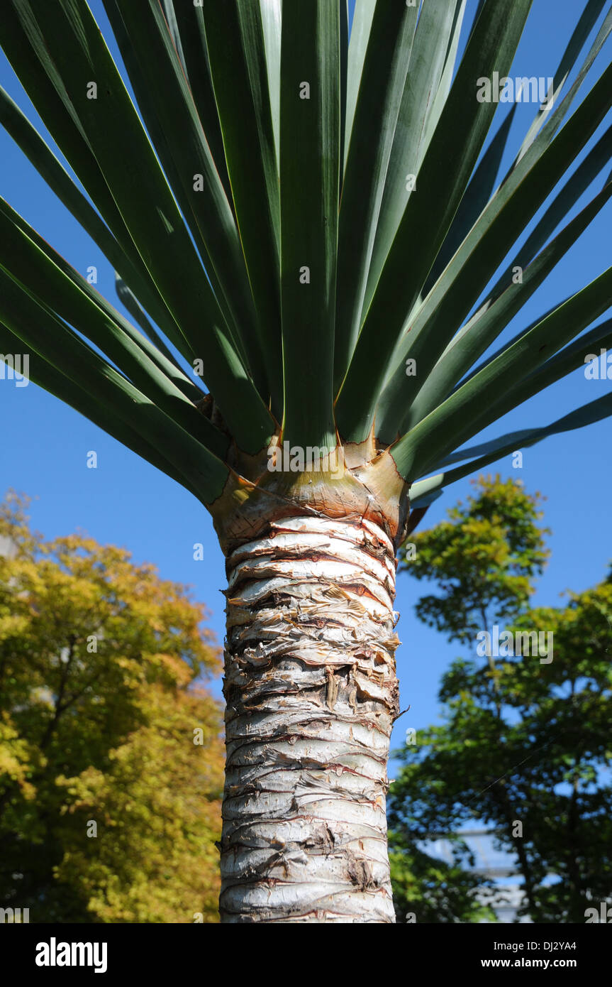 Dragon tree hi-res stock photography and images - Alamy