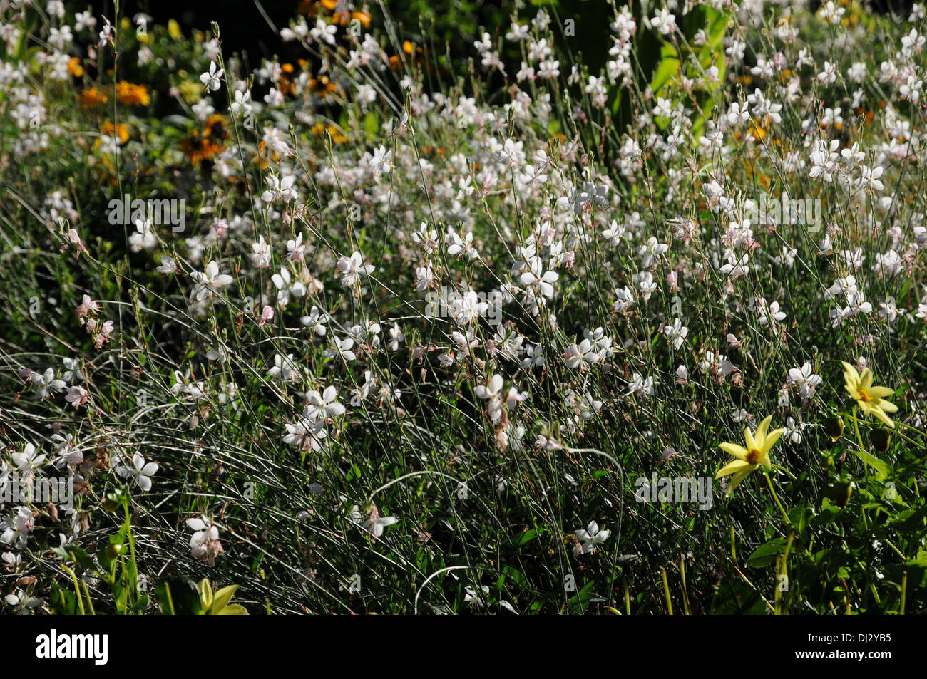 White gaura hi-res stock photography and images - Alamy