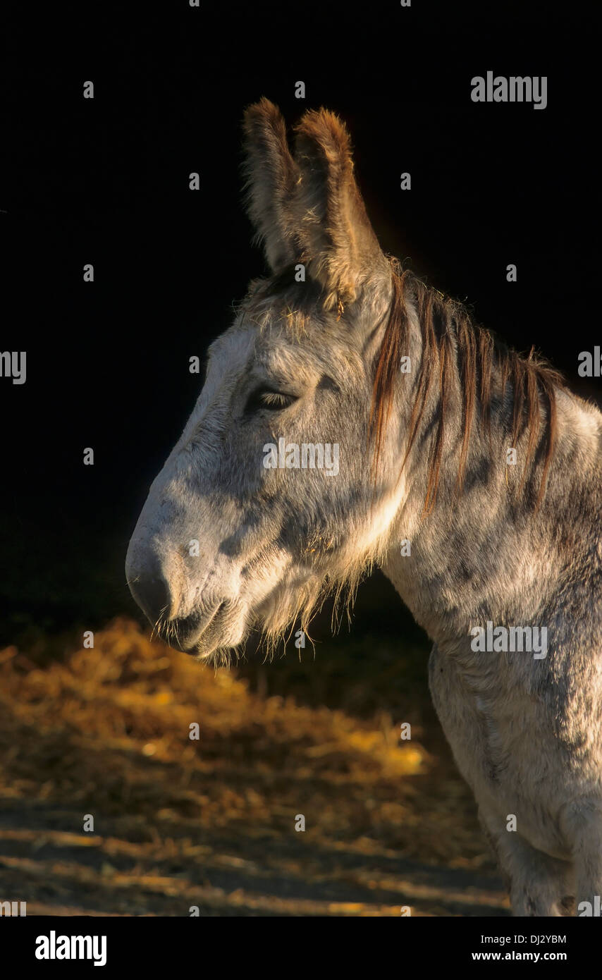 Spanish donkey hi-res stock photography and images - Alamy