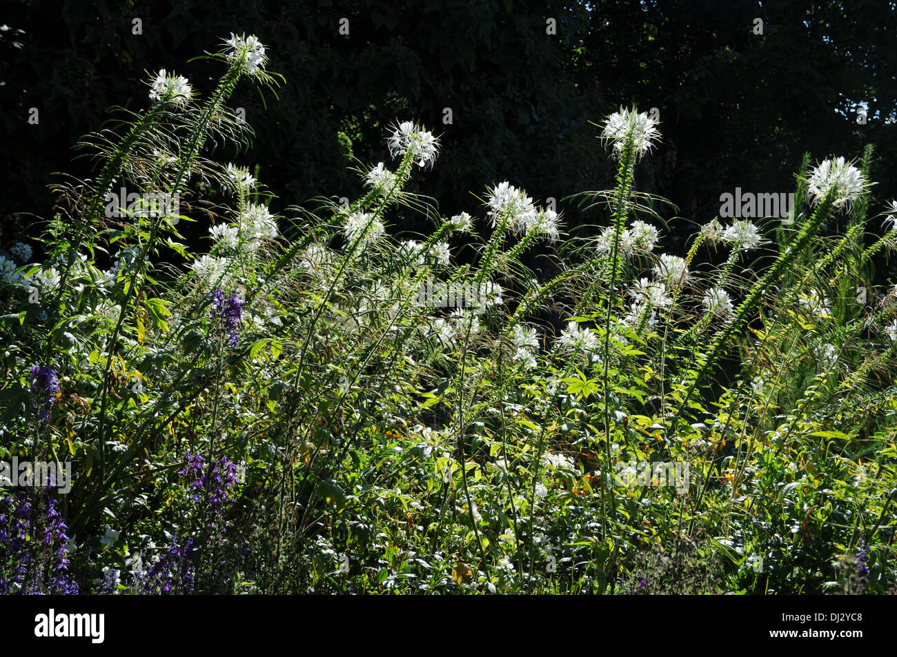 Spider plants hi-res stock photography and images - Alamy