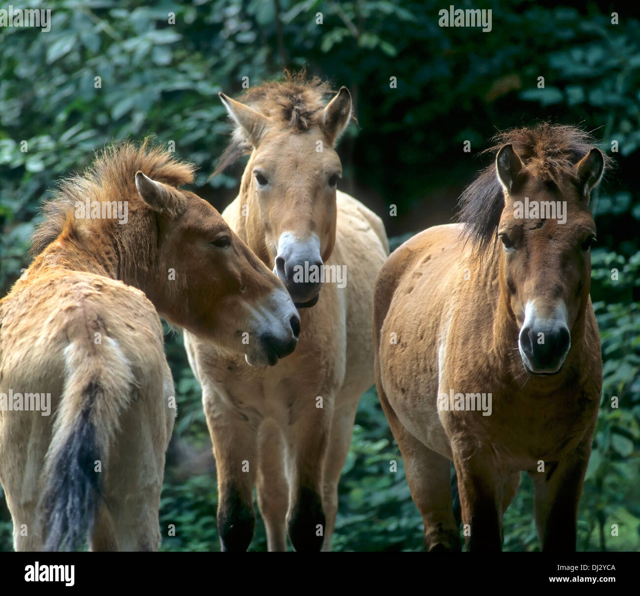 Przewalski Pferde High Resolution Stock Photography and Images - Alamy