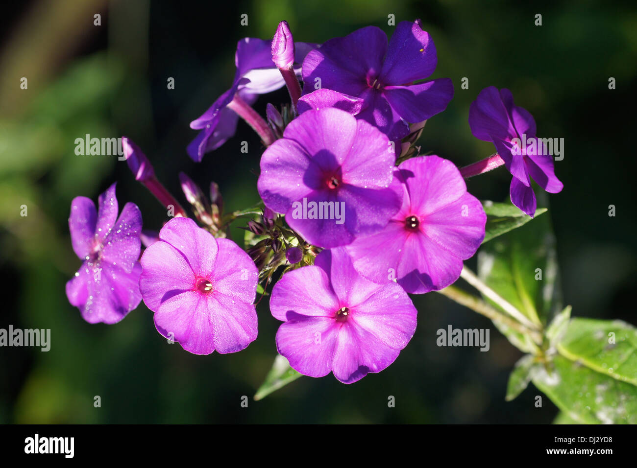 Phlow hi-res stock photography and images - Alamy