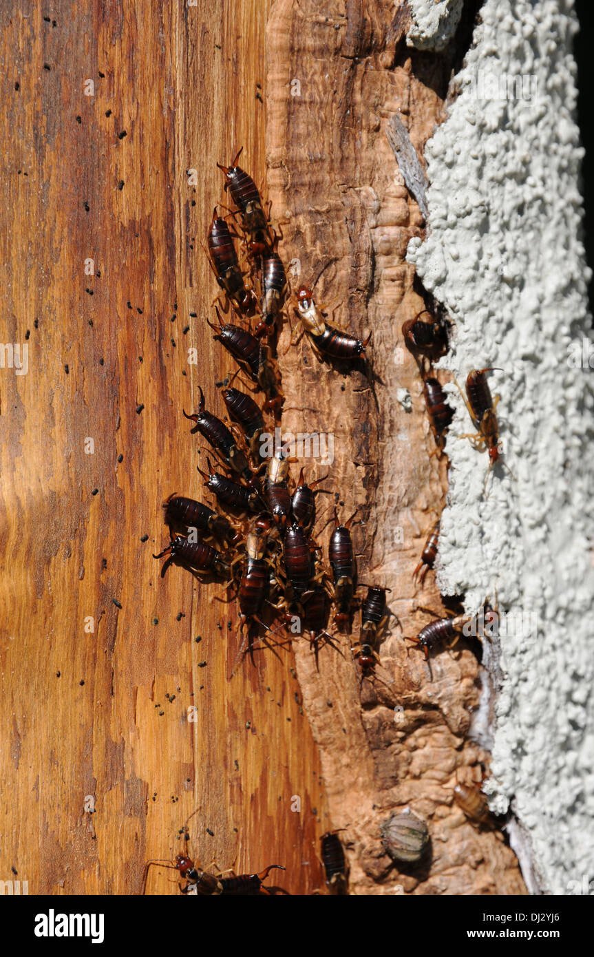 Earwigs hi-res stock photography and images - Alamy