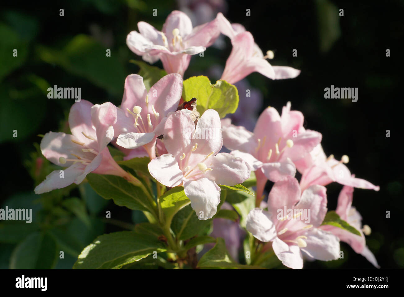 Weigelas hi-res stock photography and images - Alamy