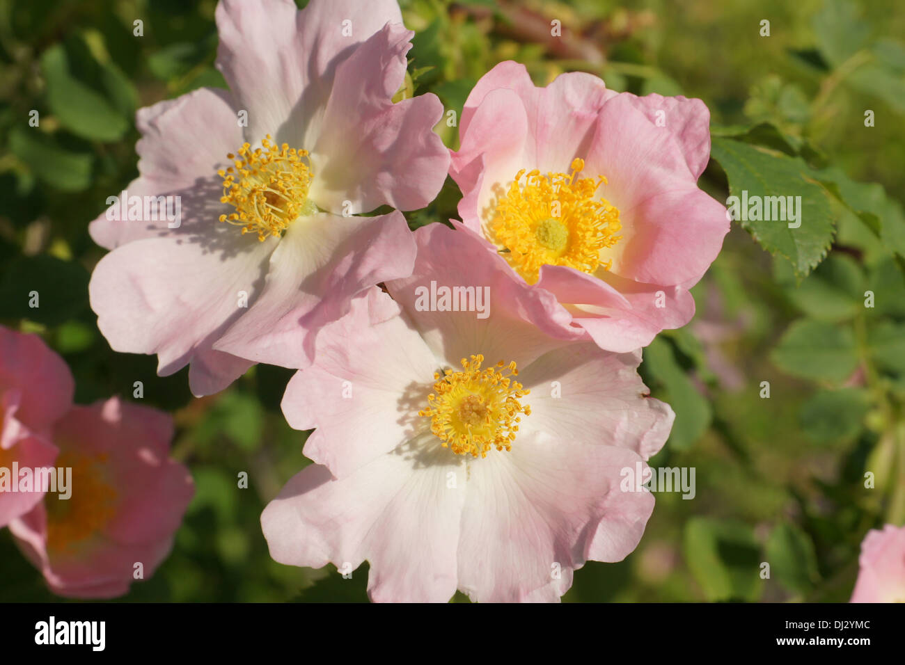 Hundsrosen High Resolution Stock Photography and Images - Alamy