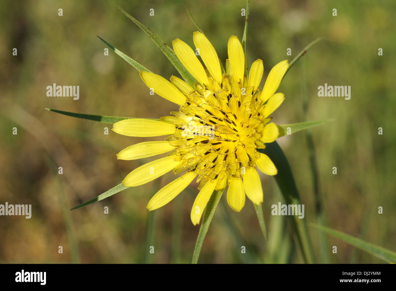 Botany salsify hi-res stock photography and images - Alamy