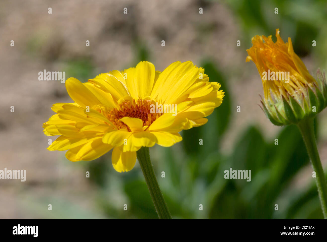 English marigold hi-res stock photography and images - Alamy
