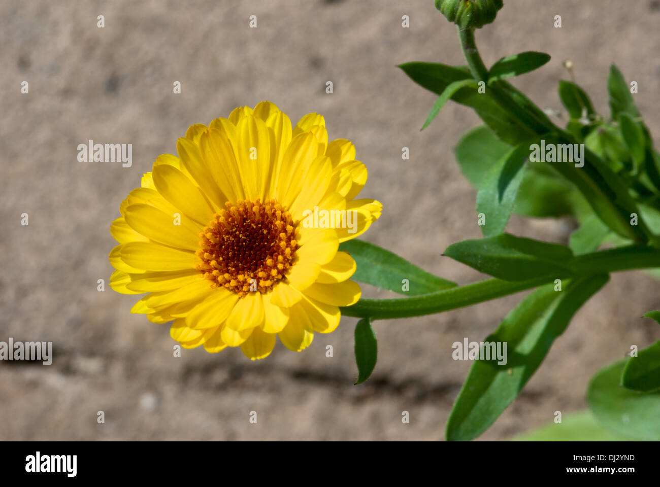 English marigold hi-res stock photography and images - Alamy