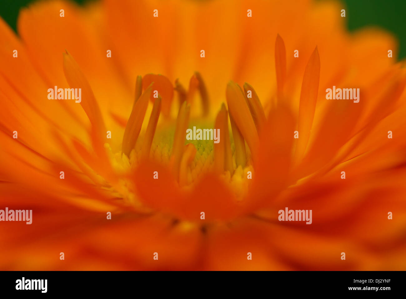 English marigold hi-res stock photography and images - Alamy