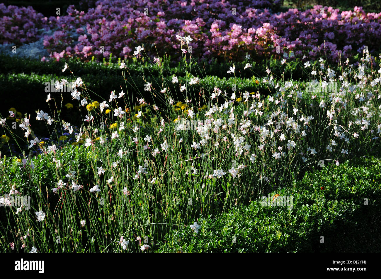 White gaura hi-res stock photography and images - Alamy