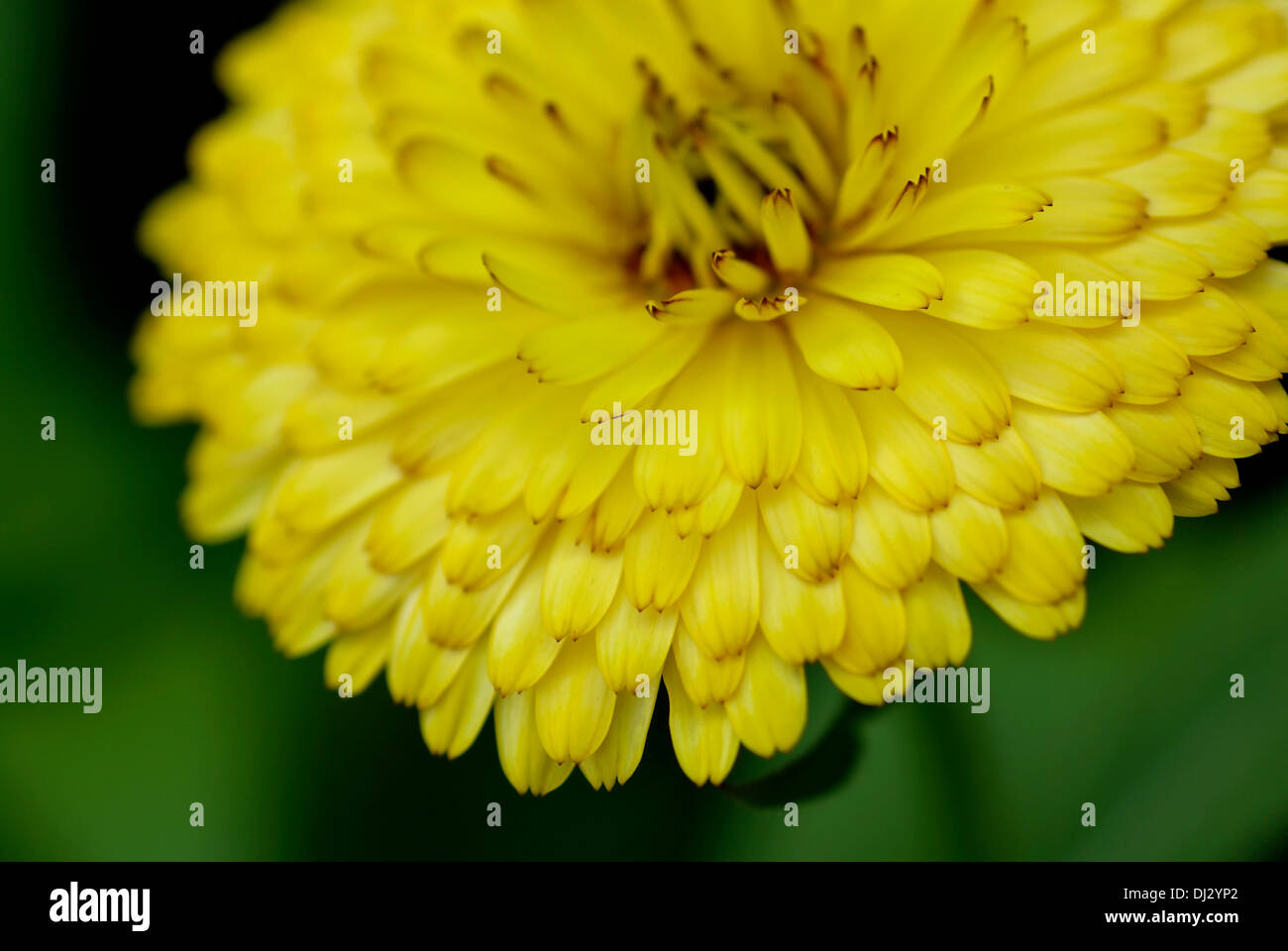 Hausgarten blume hi-res stock photography and images - Alamy