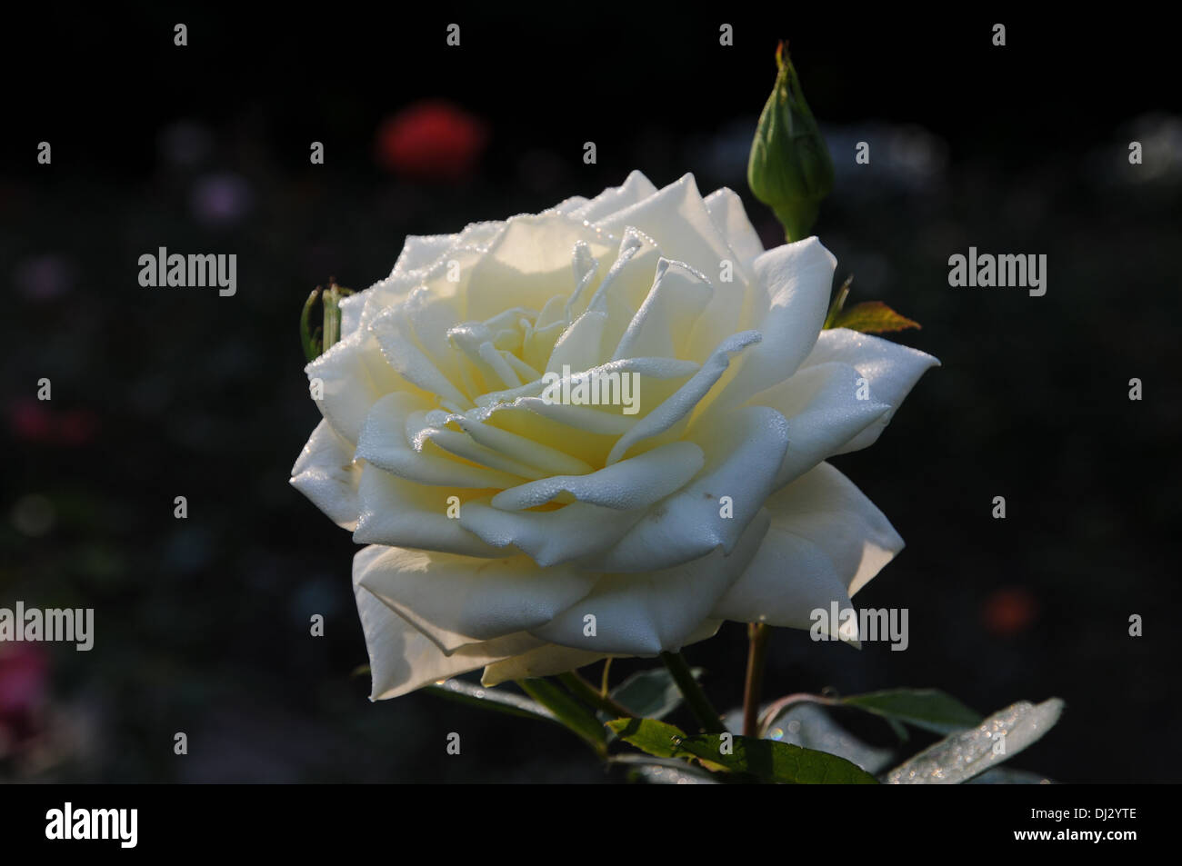 Polarstern rose rosa hi-res stock photography and images - Alamy
