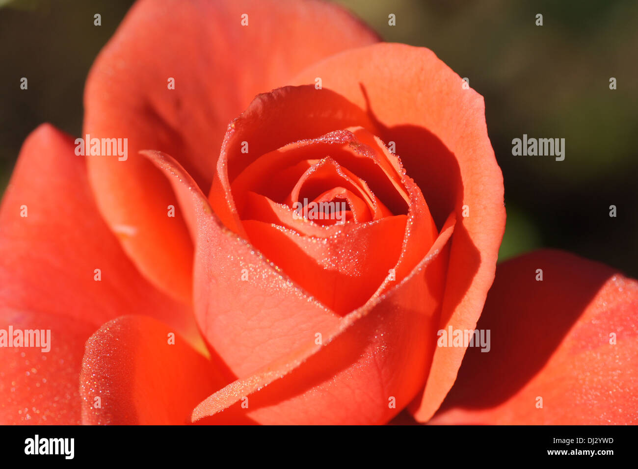 Aqua And Rose High Resolution Stock Photography and Images - Alamy