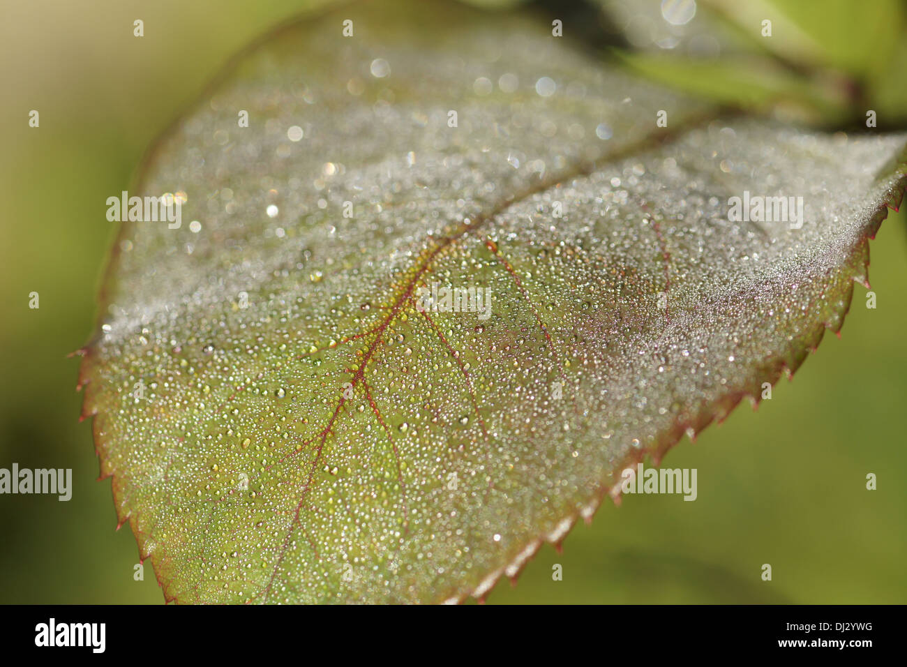Rose-leaf with dew Stock Photo - Alamy