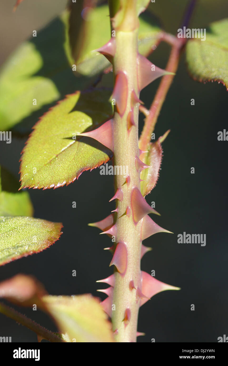 Prickles hi-res stock photography and images - Alamy