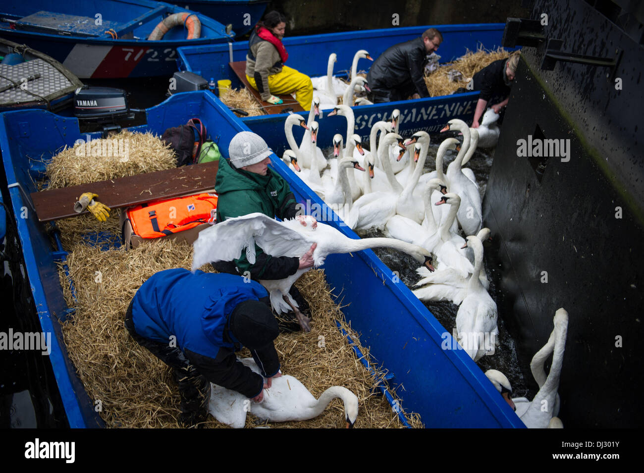 Swan father Olaf Niess (R-B) and helpers catch swans on the Inner ...