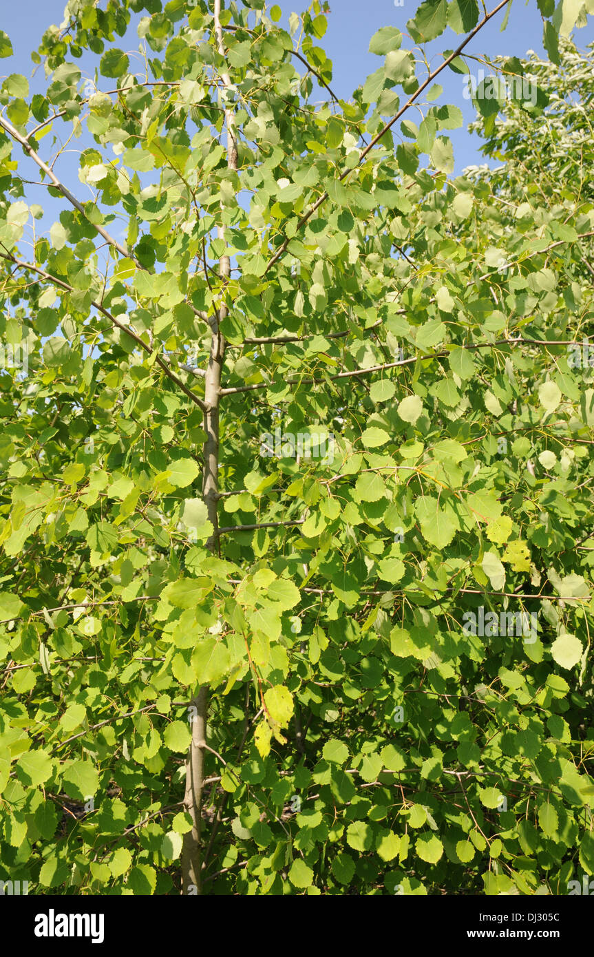 Aspen baum blatt hi-res stock photography and images - Alamy