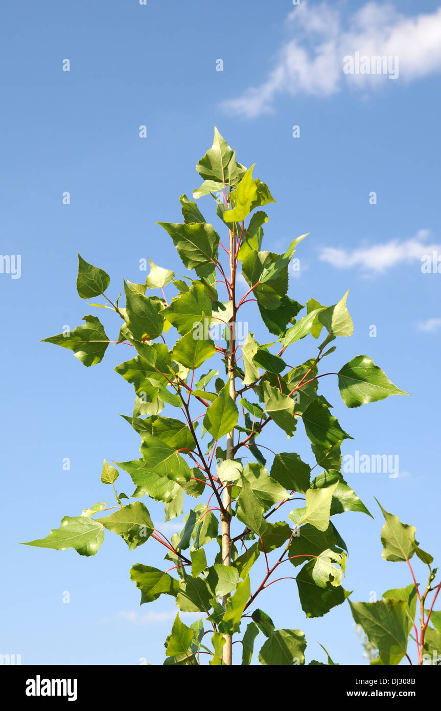 Black poplar hi-res stock photography and images - Alamy