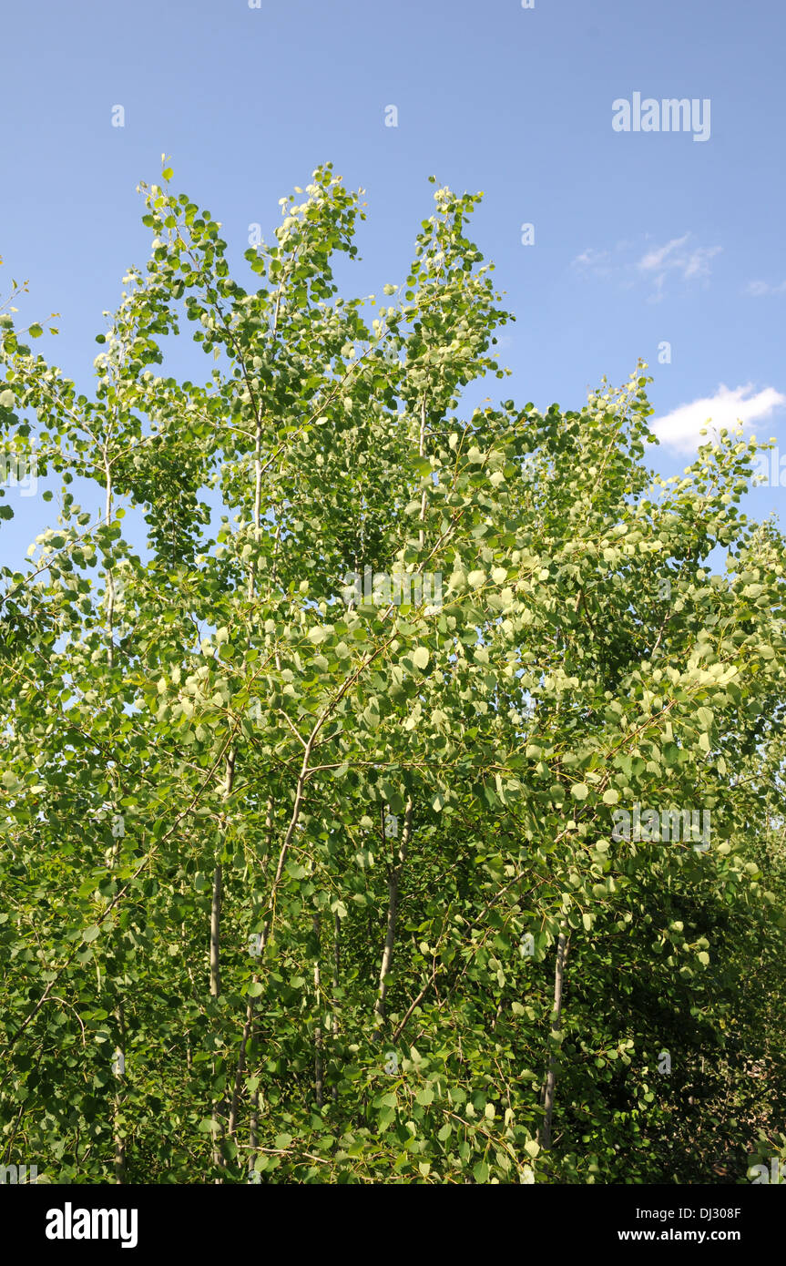 Aspen baum blatt hi-res stock photography and images - Alamy