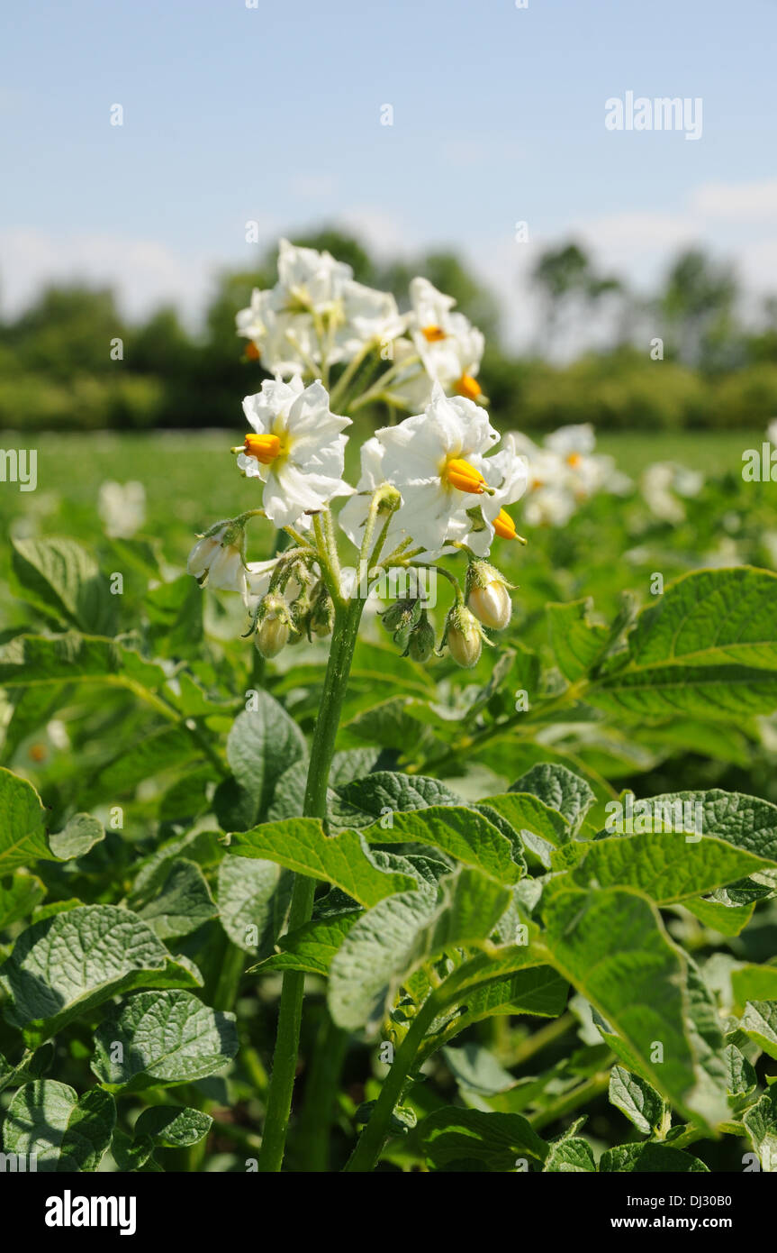 Potato Plant Flower High Resolution Stock Photography and Images - Alamy
