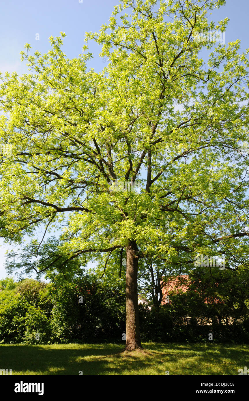 Black walnut tree hi-res stock photography and images - Alamy