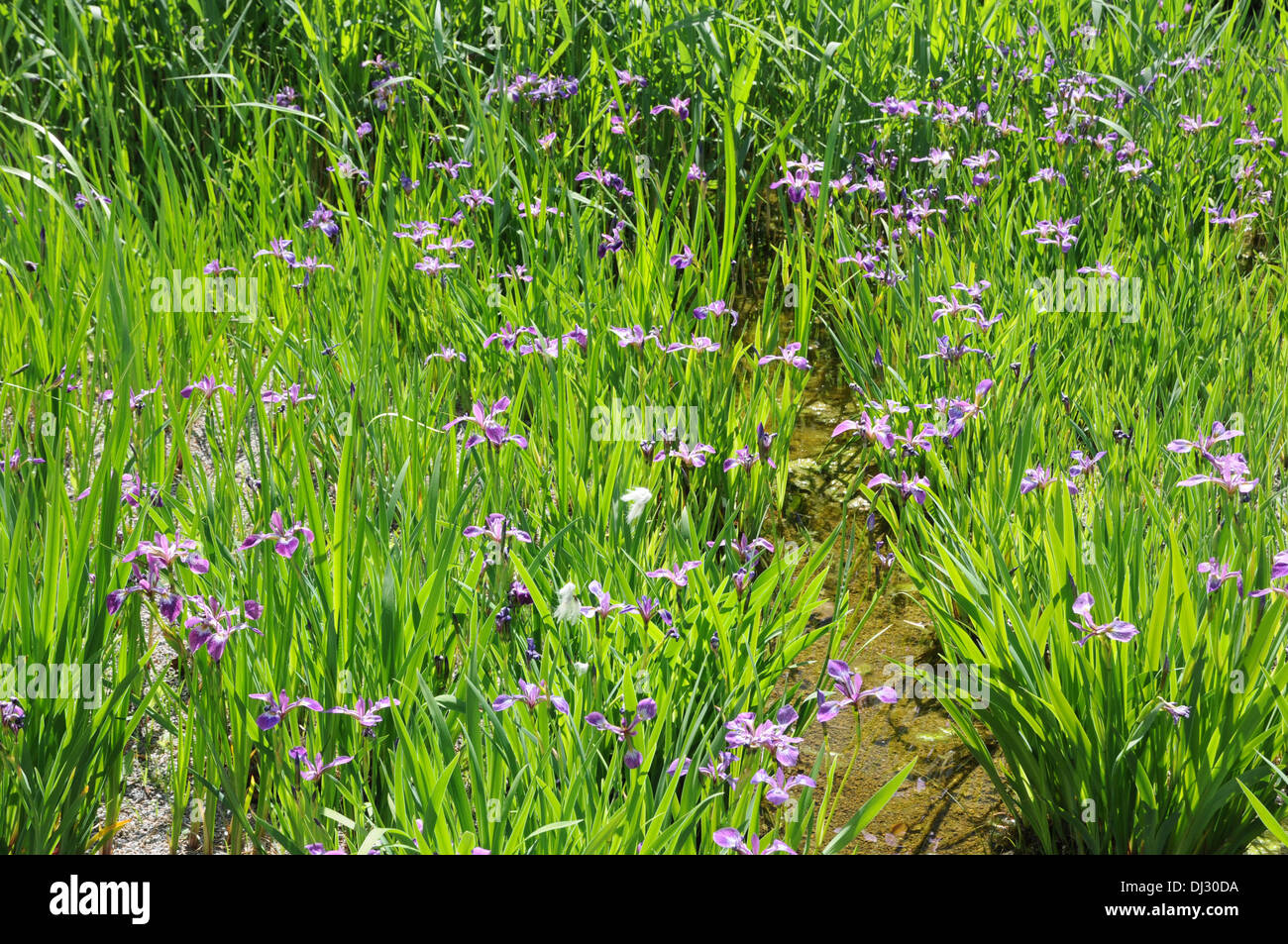 American blue flag Stock Photo - Alamy