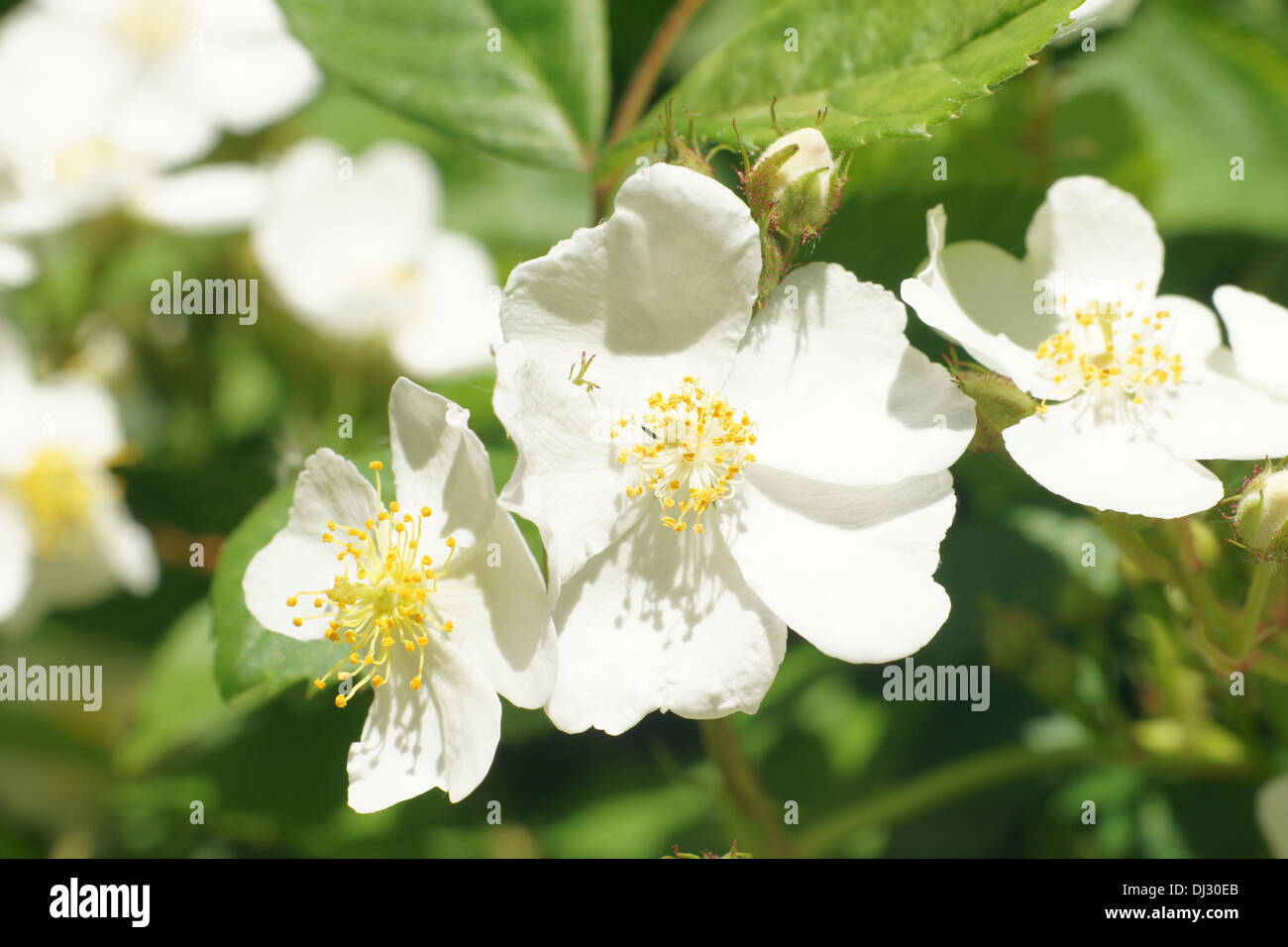 Multiflora rose hi-res stock photography and images - Alamy