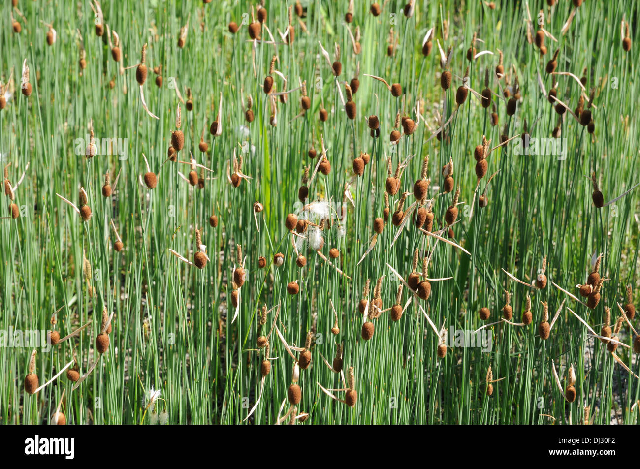 Dwarf bulrush typha minima hi-res stock photography and images - Alamy