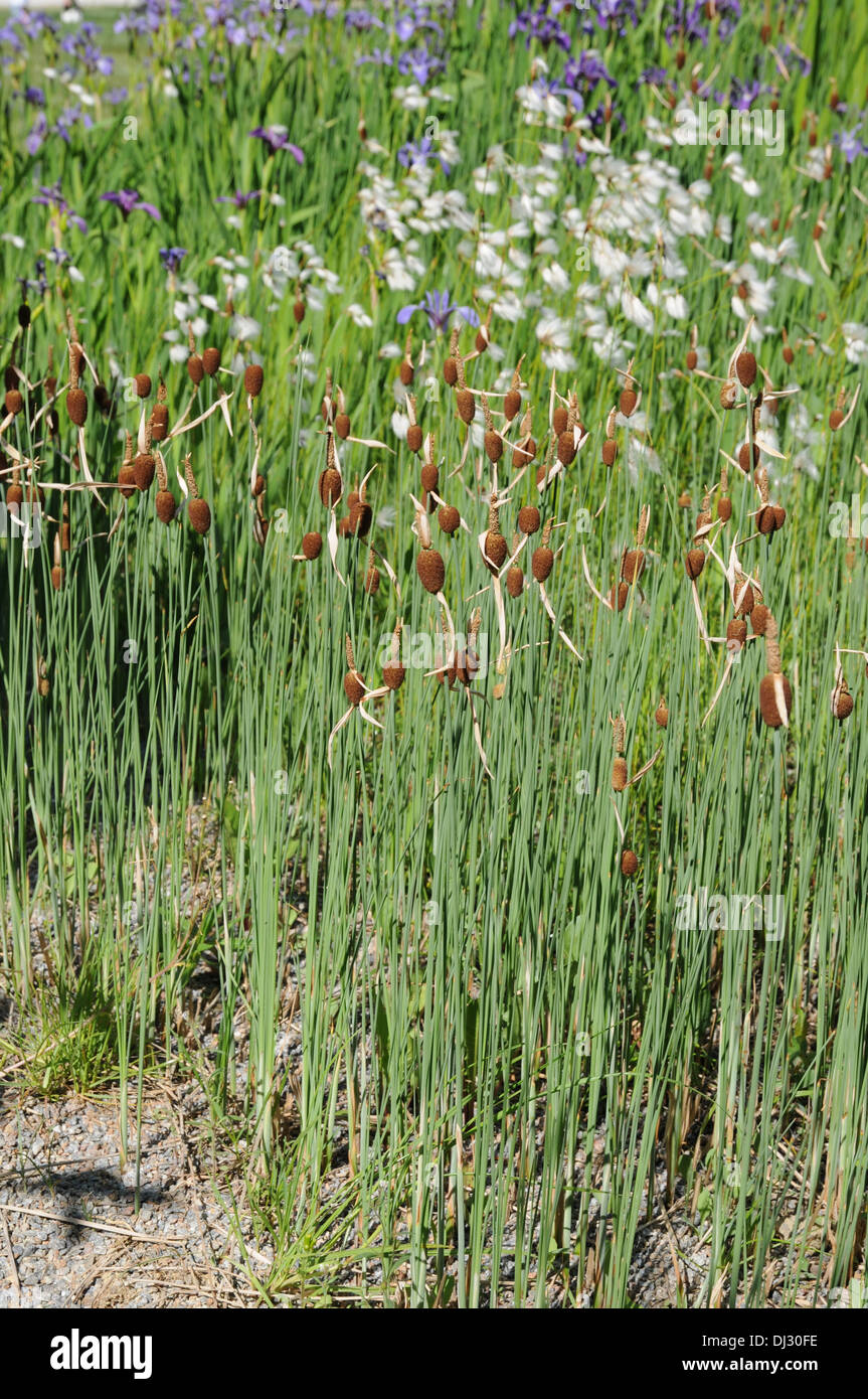 Dwarf bulrush typha minima hi-res stock photography and images - Alamy