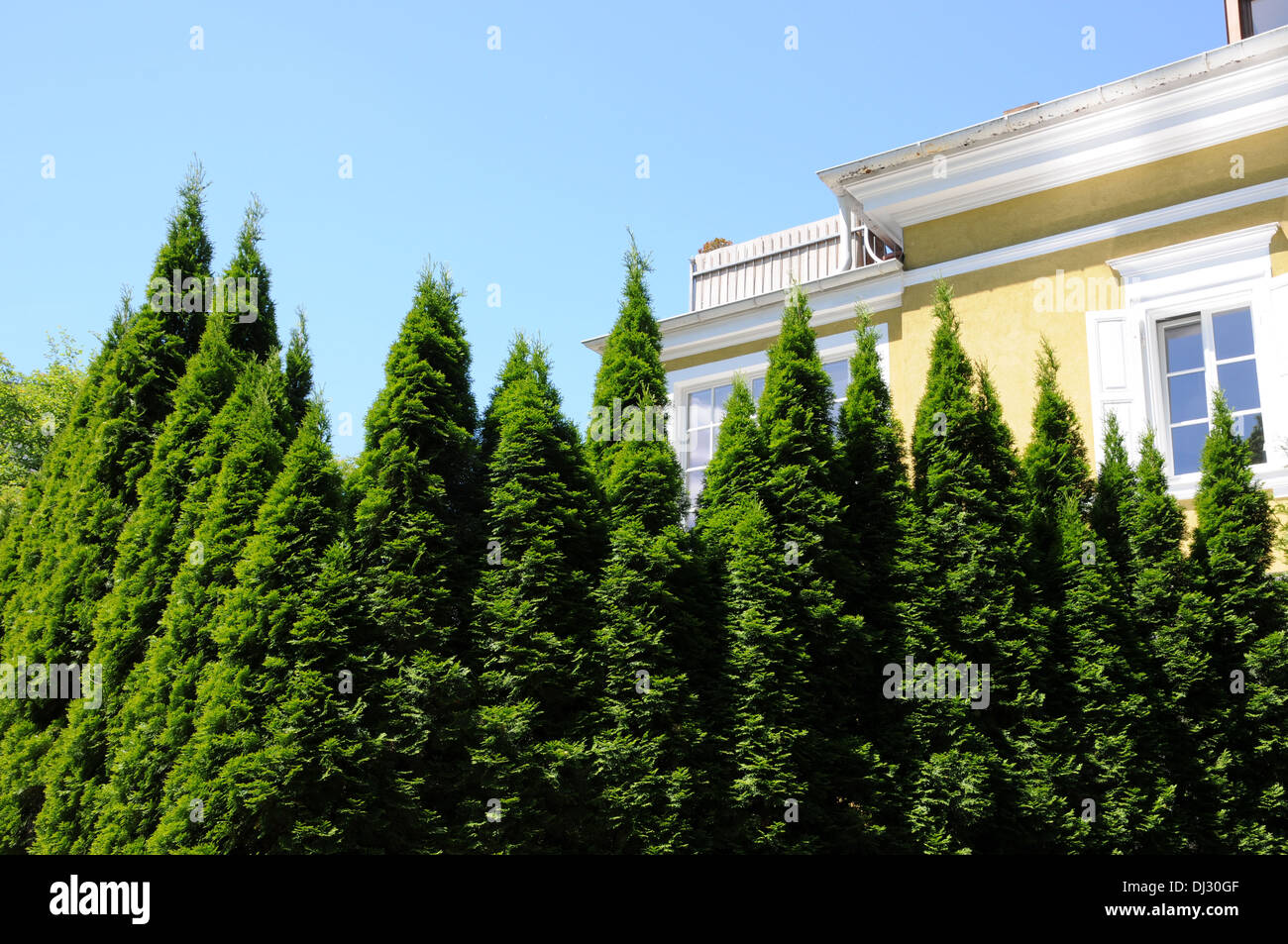 Fastigiate White Cedar Stock Photo - Alamy