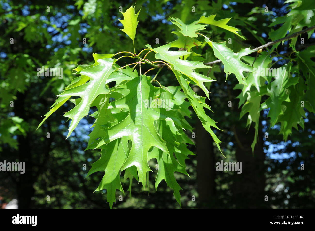 Northern red oak hi-res stock photography and images - Alamy