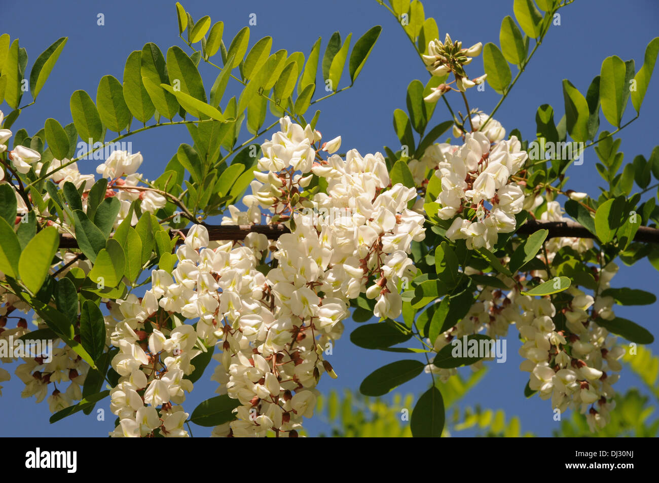 Black locust flowers hi-res stock photography and images - Alamy