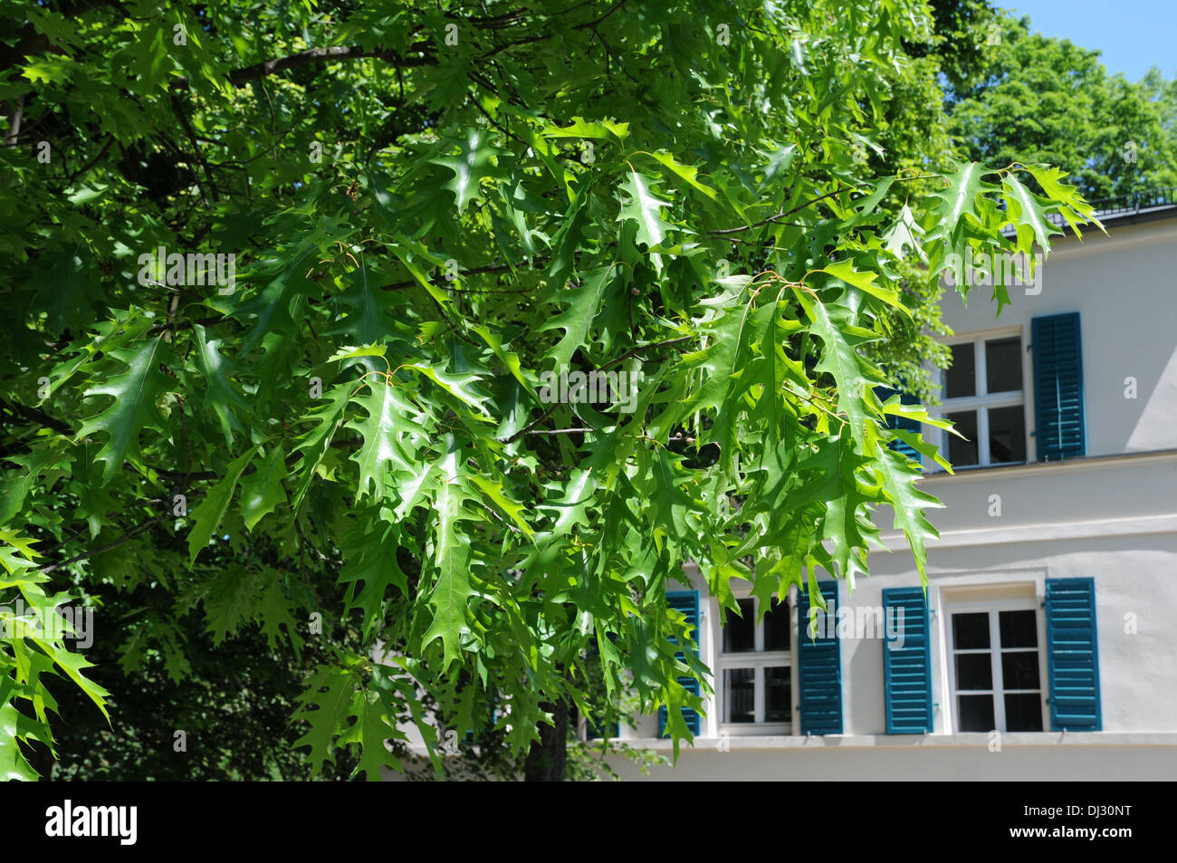 Northern red tree oaks hi-res stock photography and images - Alamy
