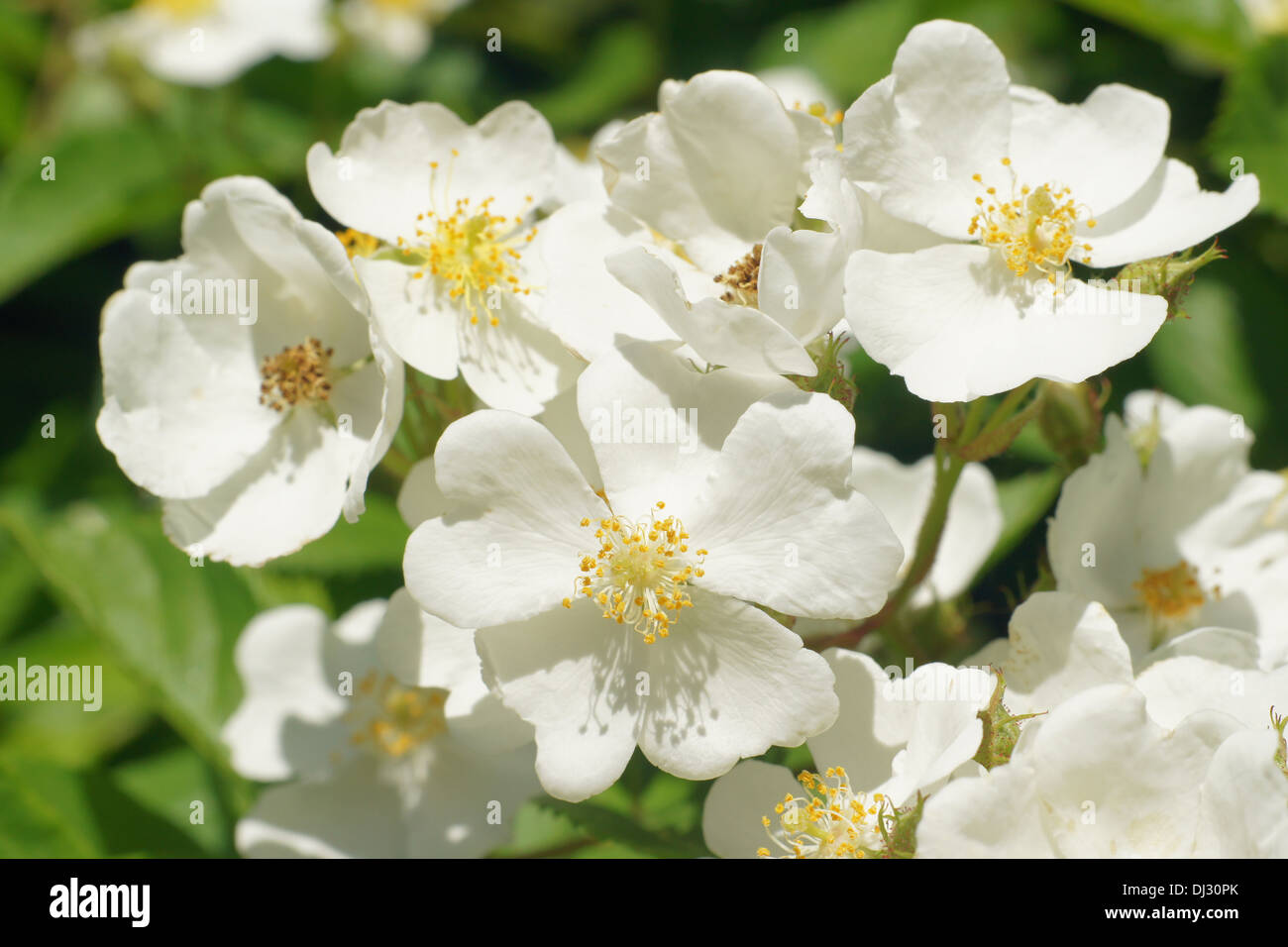 Multiflora rose hi-res stock photography and images - Alamy