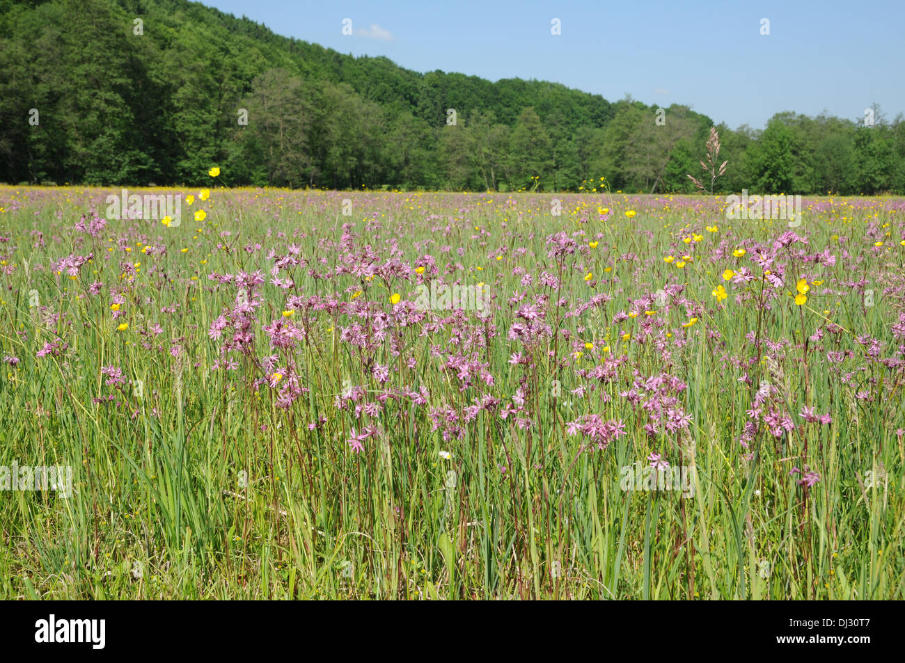 Swamp robin hi-res stock photography and images - Alamy