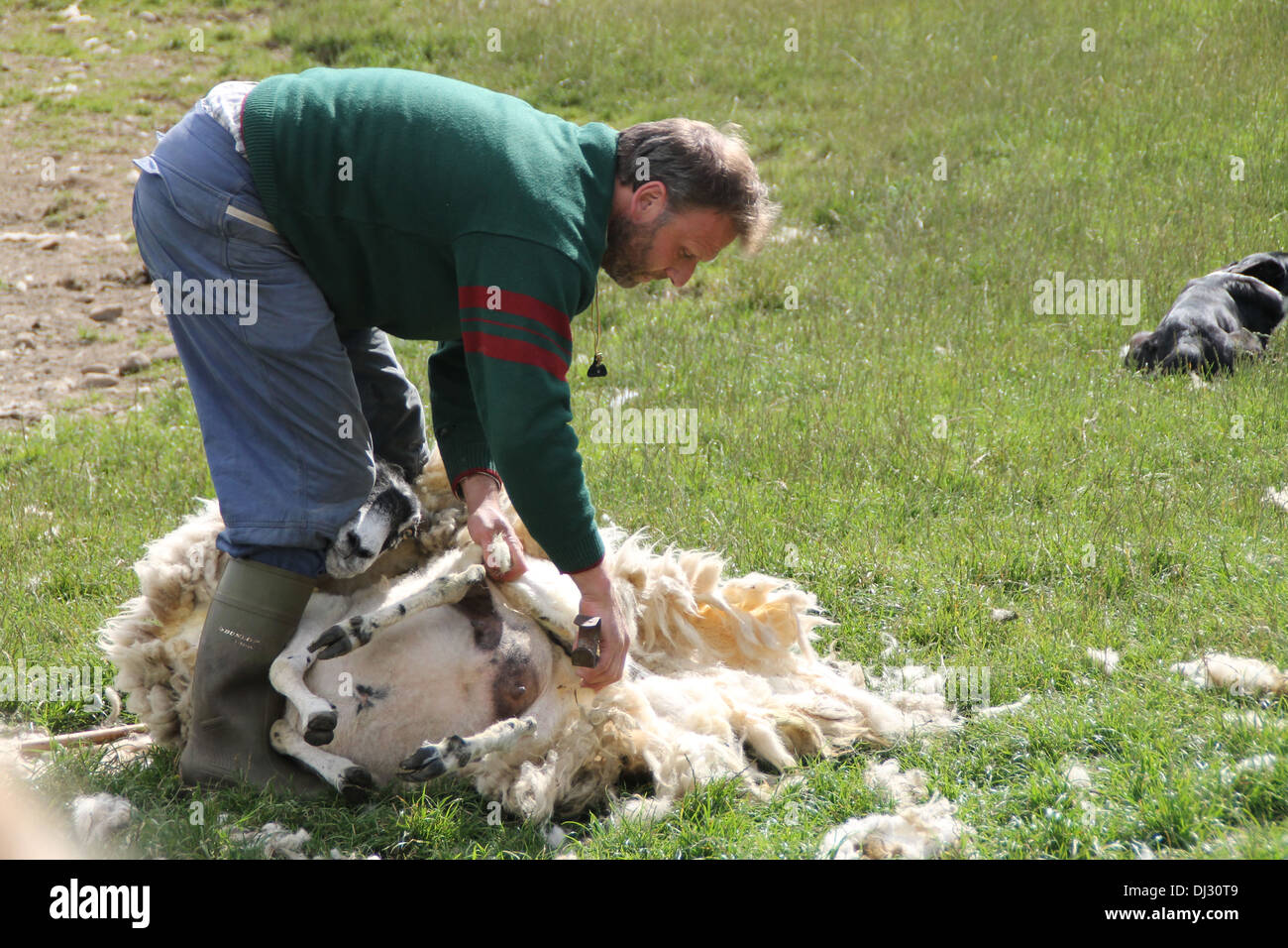 Live export sheep hi-res stock photography and images - Alamy