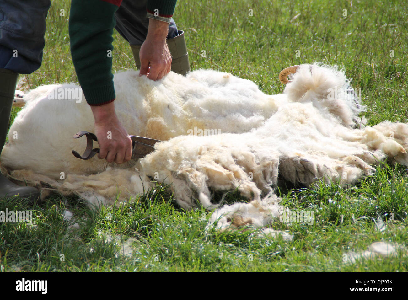 Company of sheep hi-res stock photography and images - Alamy