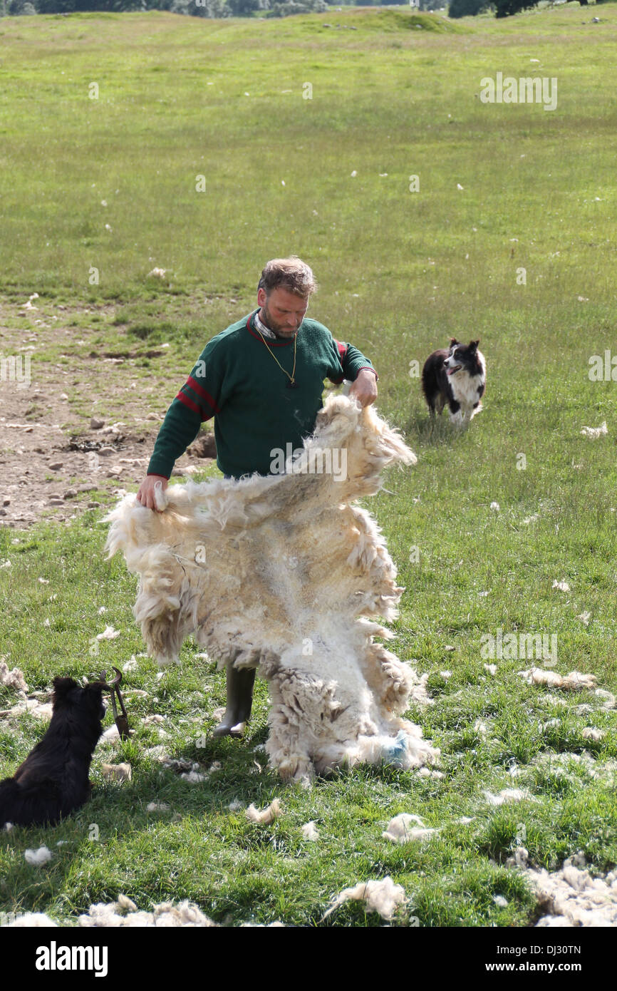 Sheep fleece hi-res stock photography and images - Alamy