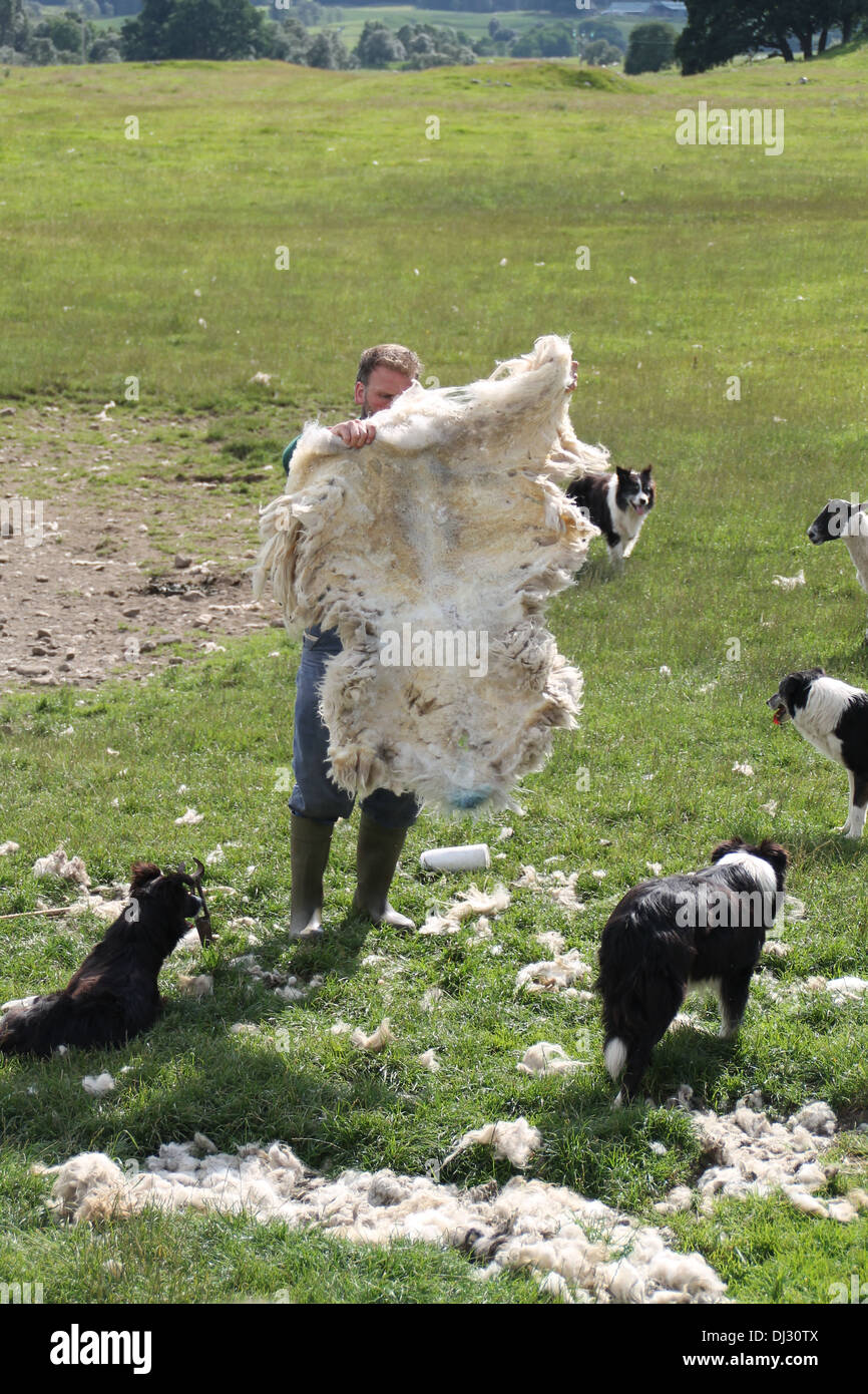 A fleece from a sheep Stock Photo - Alamy