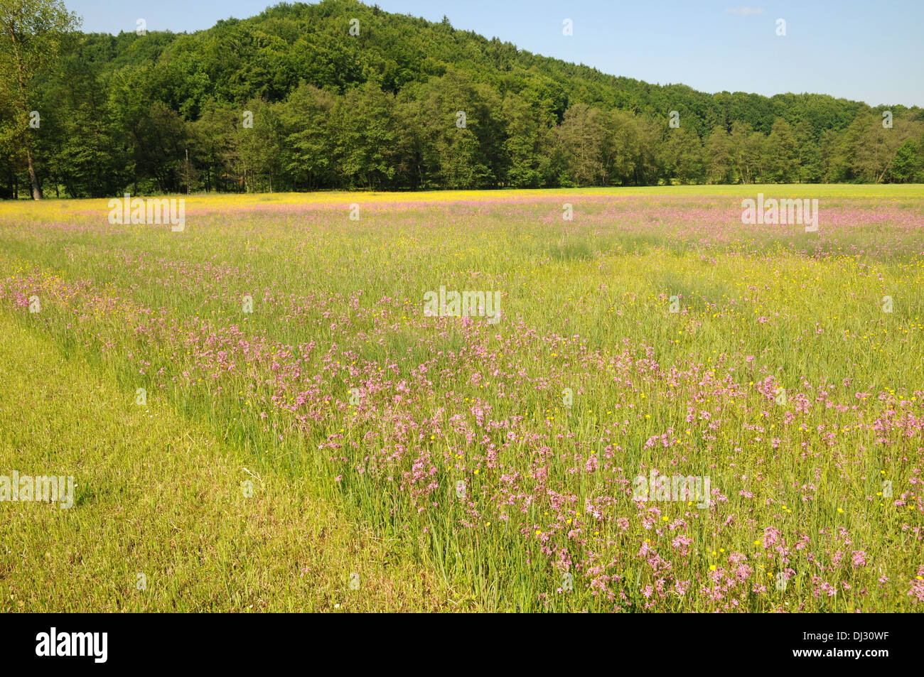 Wiesen butterblumen hi-res stock photography and images - Alamy
